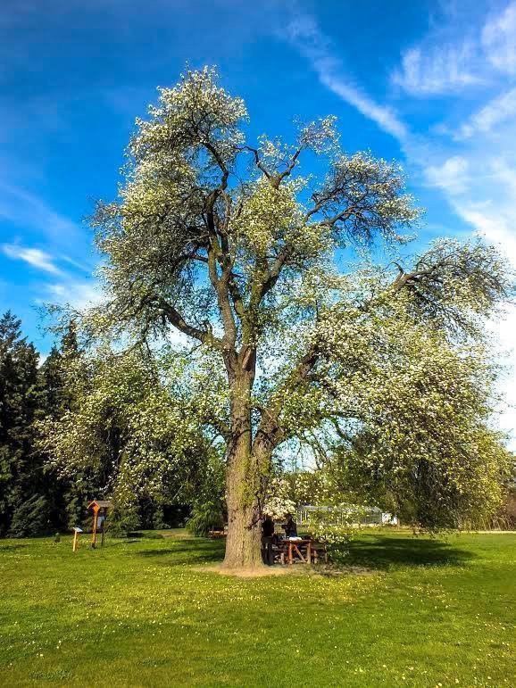 Ten ancient Hungarian trees you have to see – Daily News Hungary