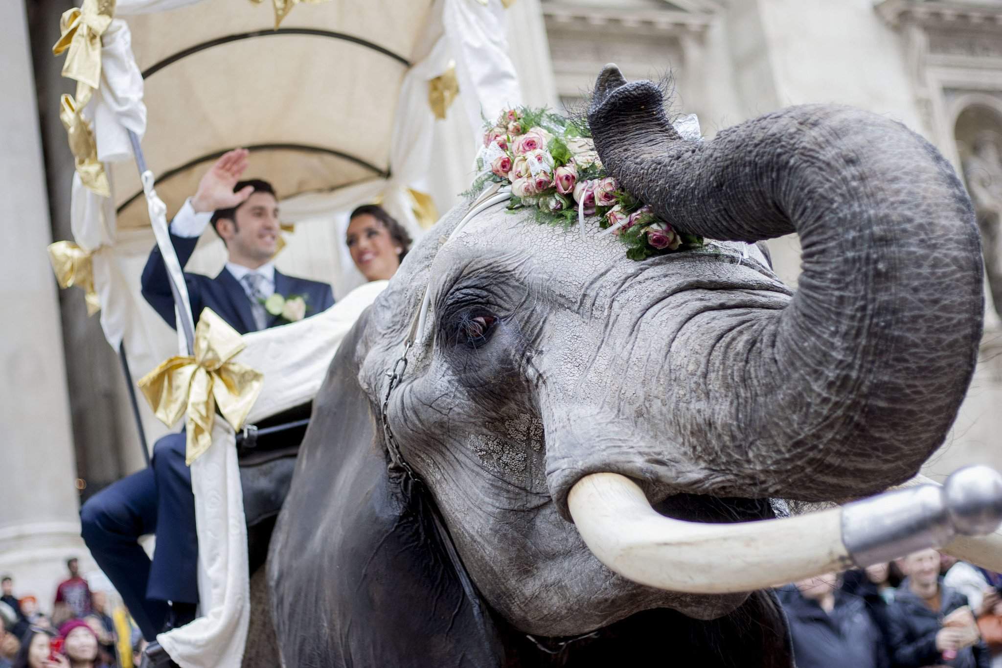 Acrobat couple posing with an elephant after their wedding in Budapest ...