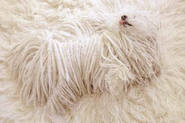 Mark Zuckerberg’s photos of his Hungarian Puli blew up the internet ...