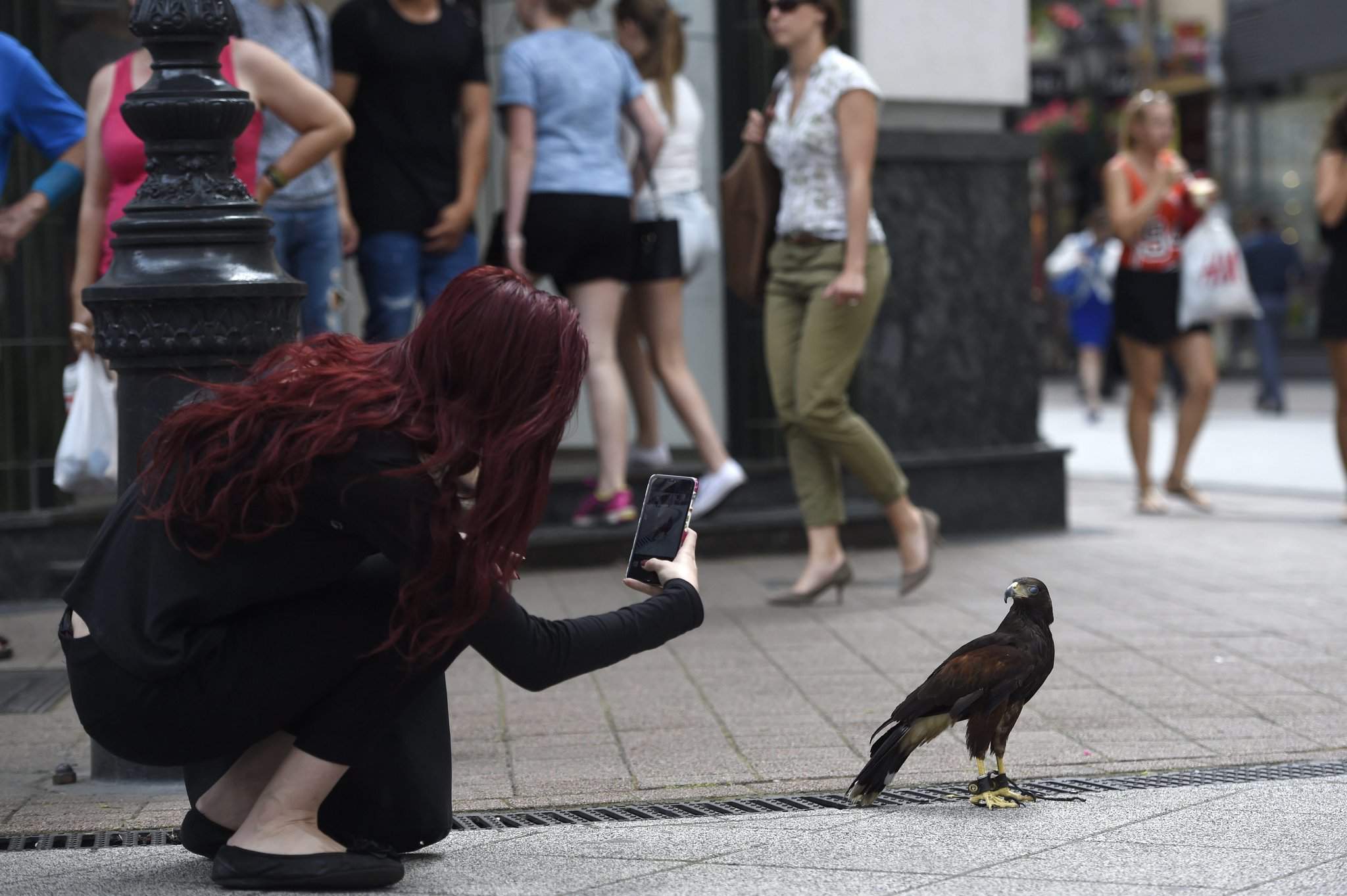 Birds of prey are deployed to keep messy pigeons away from Váci Street ...