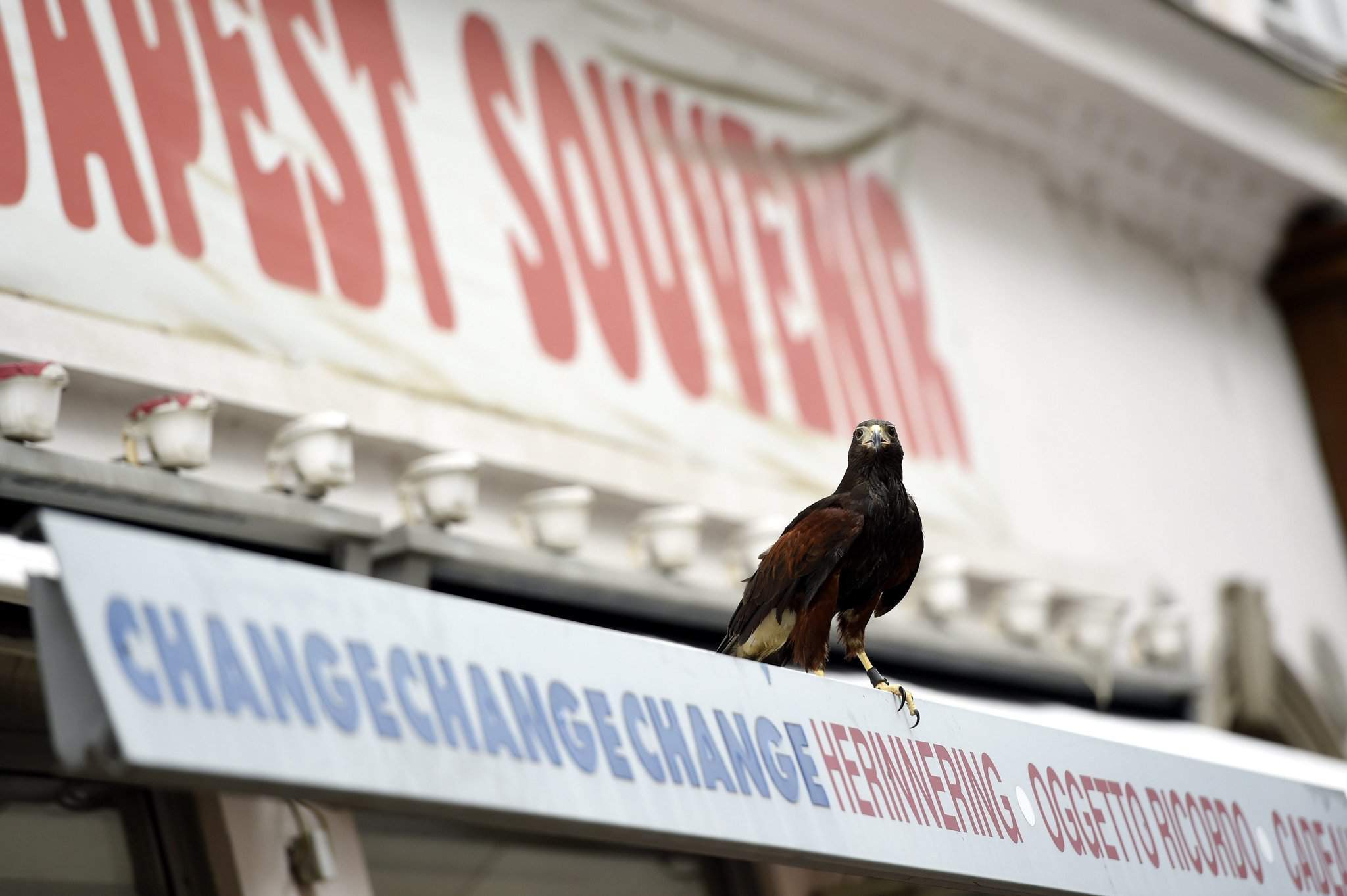 Birds of prey are deployed to keep messy pigeons away from Váci Street ...