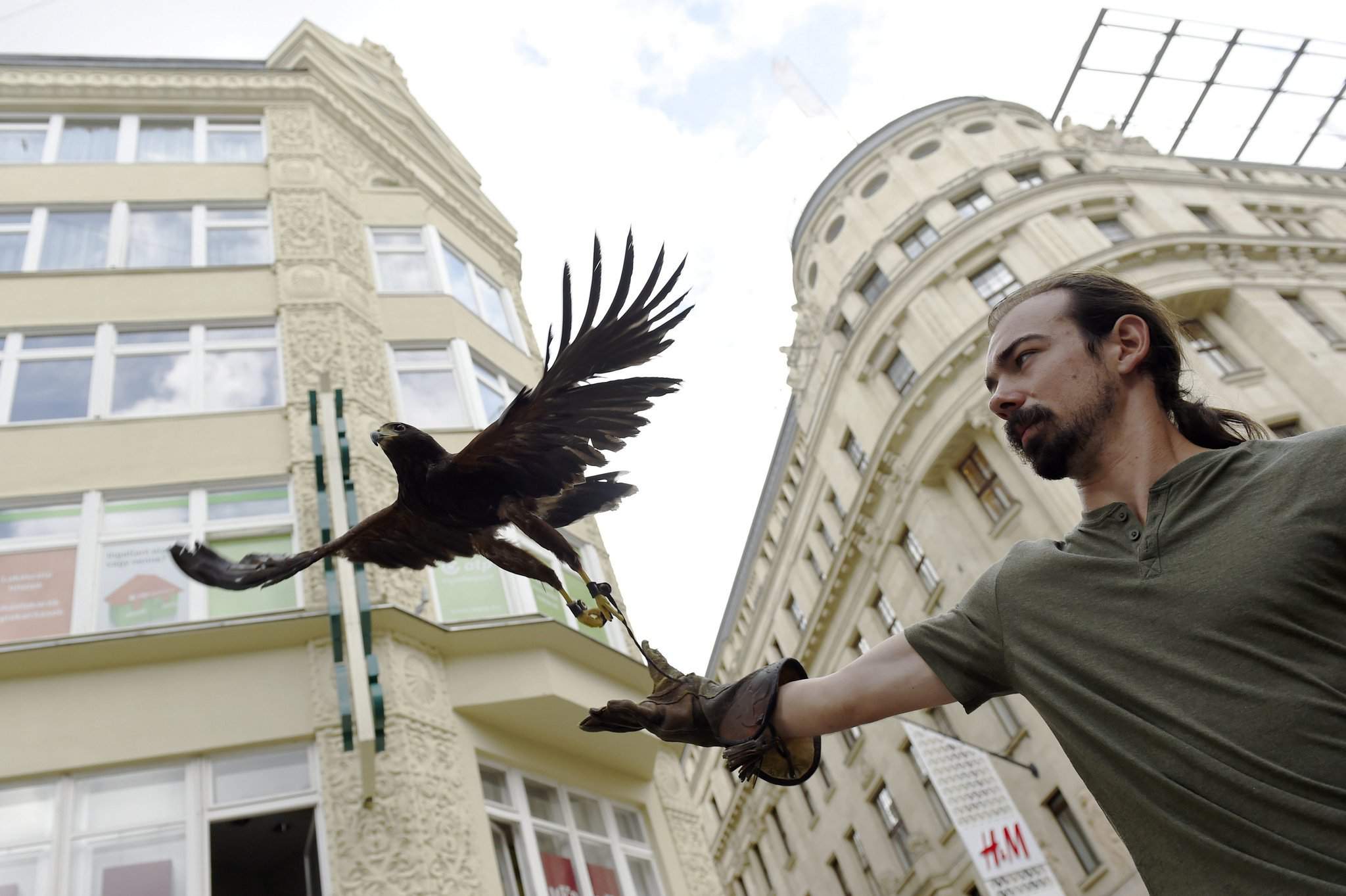 Birds of prey are deployed to keep messy pigeons away from Váci Street ...