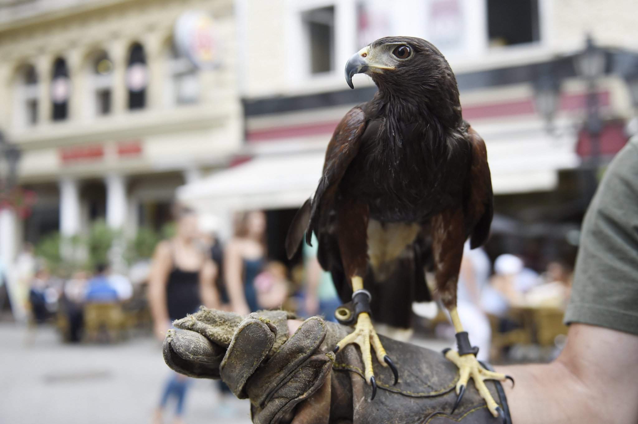 Birds of prey are deployed to keep messy pigeons away from Váci Street ...