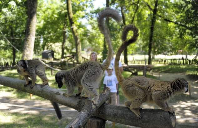 Sóstó Zoo welcomes visitors with renewed lemur forest and Mediterranean ...