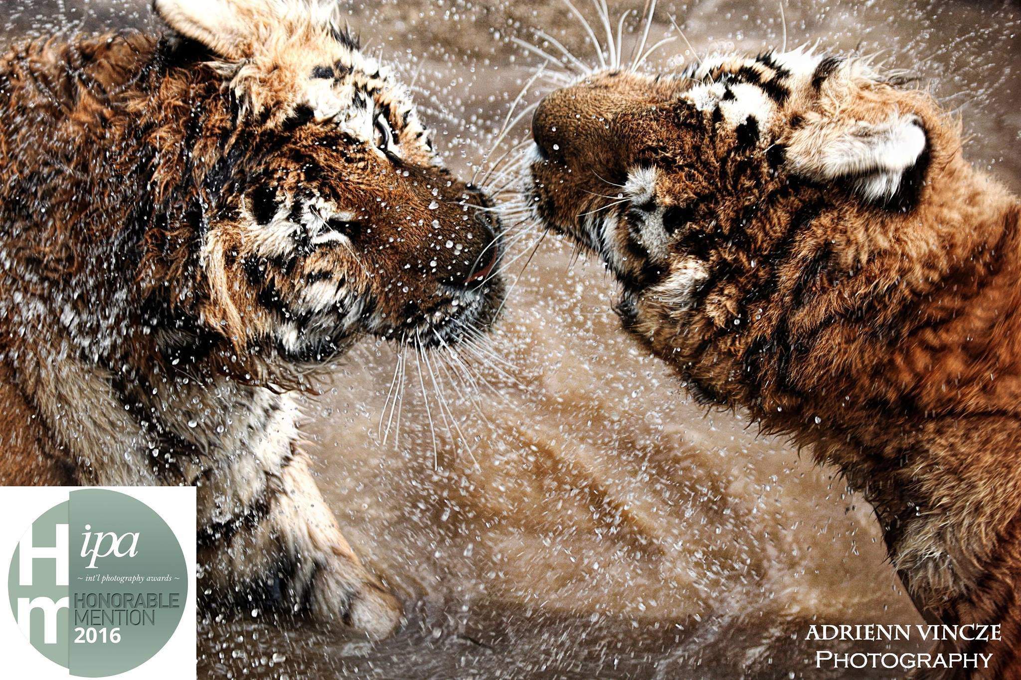 Hungarian success at the International Photography Awards - Daily News ...