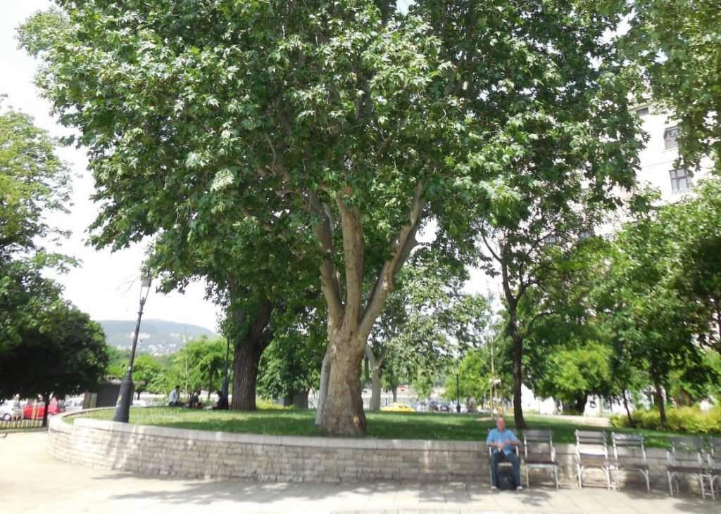 Hungarian plane tree in competition for European Tree of the Year title ...