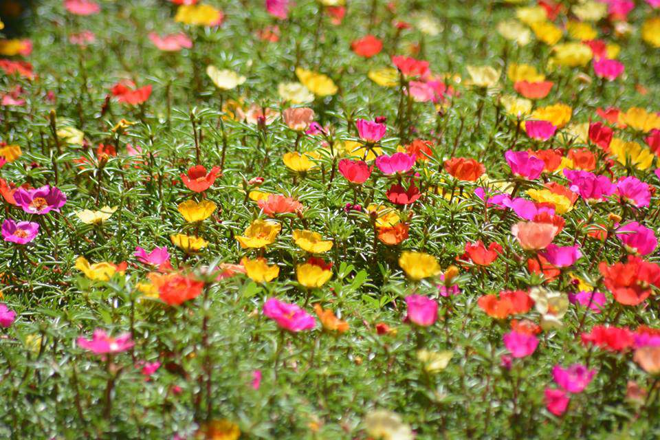 Where Hungary’s most beautiful flowers grow – Photo Gallery – Daily ...