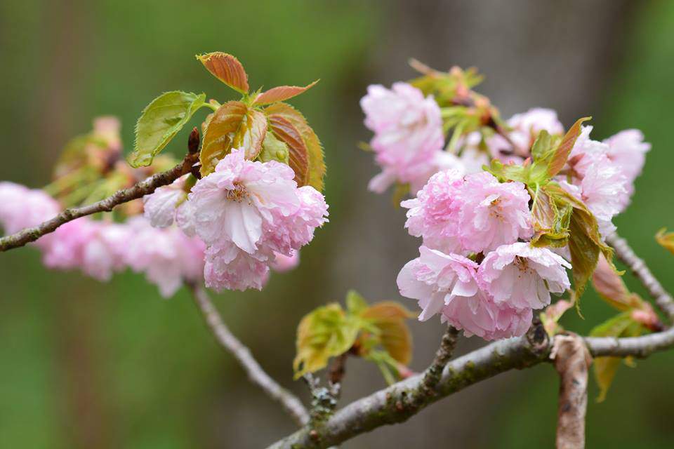 Where Hungary’s most beautiful flowers grow – Photo Gallery – Daily ...