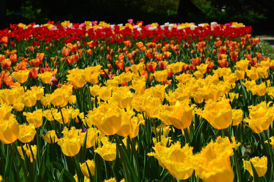 Where Hungary’s most beautiful flowers grow – Photo Gallery - Daily ...