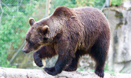 Ancient Hun capital to be designated a UNESCO world heritage site ...