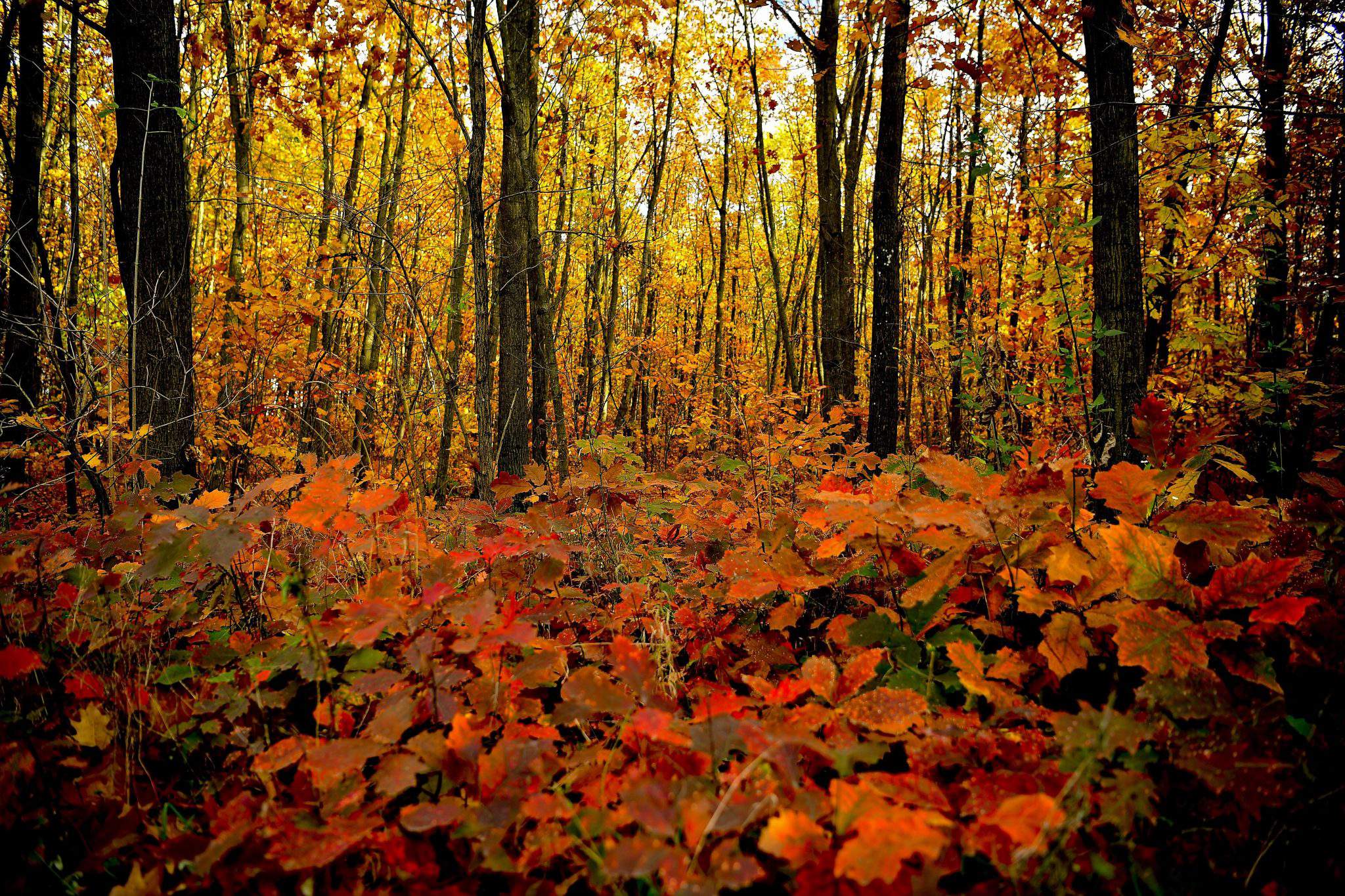 Autumn in Hungary – Photo Gallery – Daily News Hungary