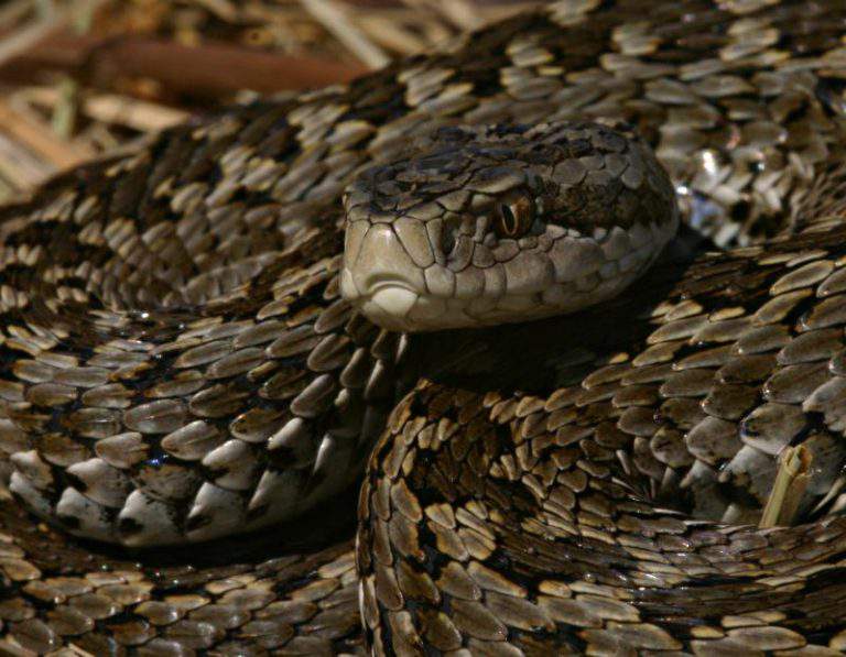 14 Hungarian wild animals that are worth the most - Daily News Hungary