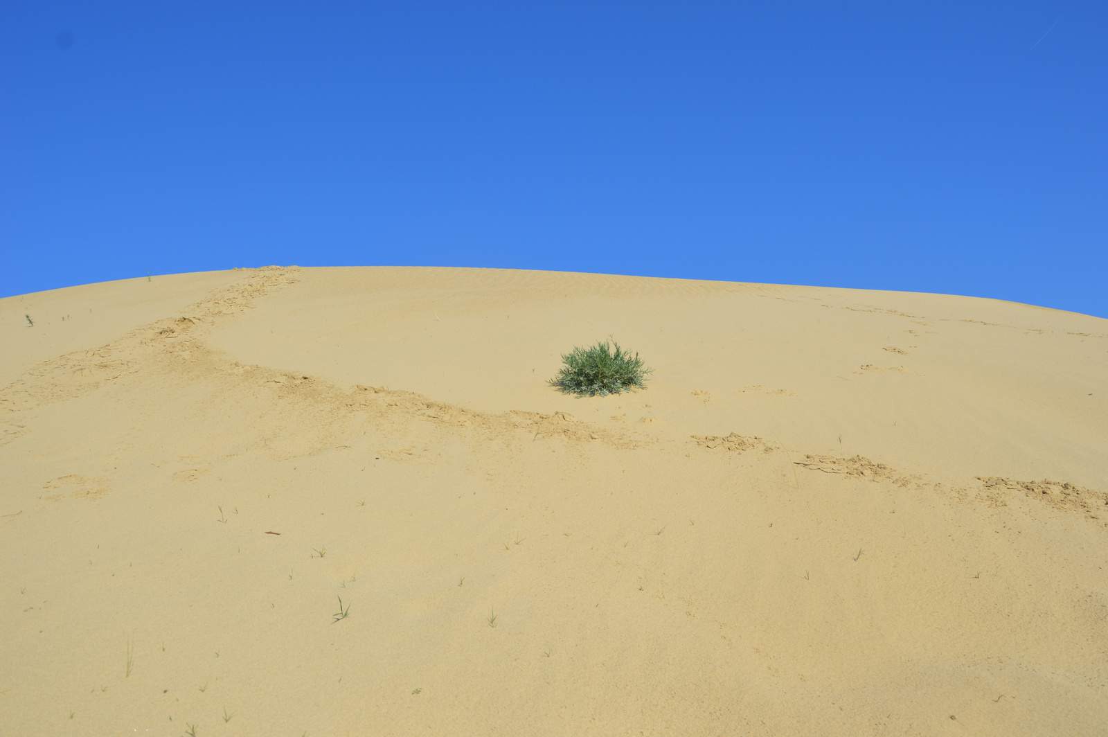 Get to know the Hungarian desert - Daily News Hungary