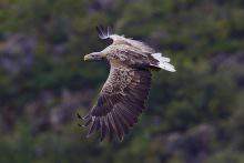 14 Hungarian wild animals that are worth the most - Daily News Hungary