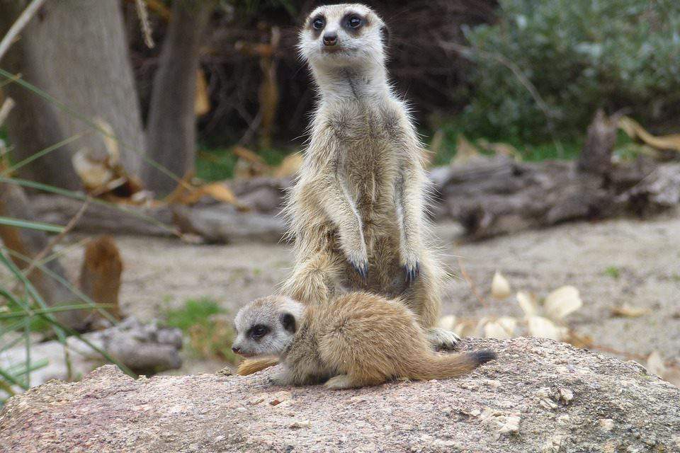 Terrible story in Hungary: Meerkat killed by schoolkid at zoo, outrage ...
