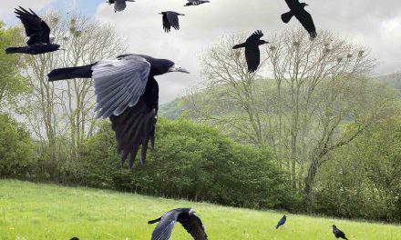 Recipe of the week: Sport slice - Daily News Hungary