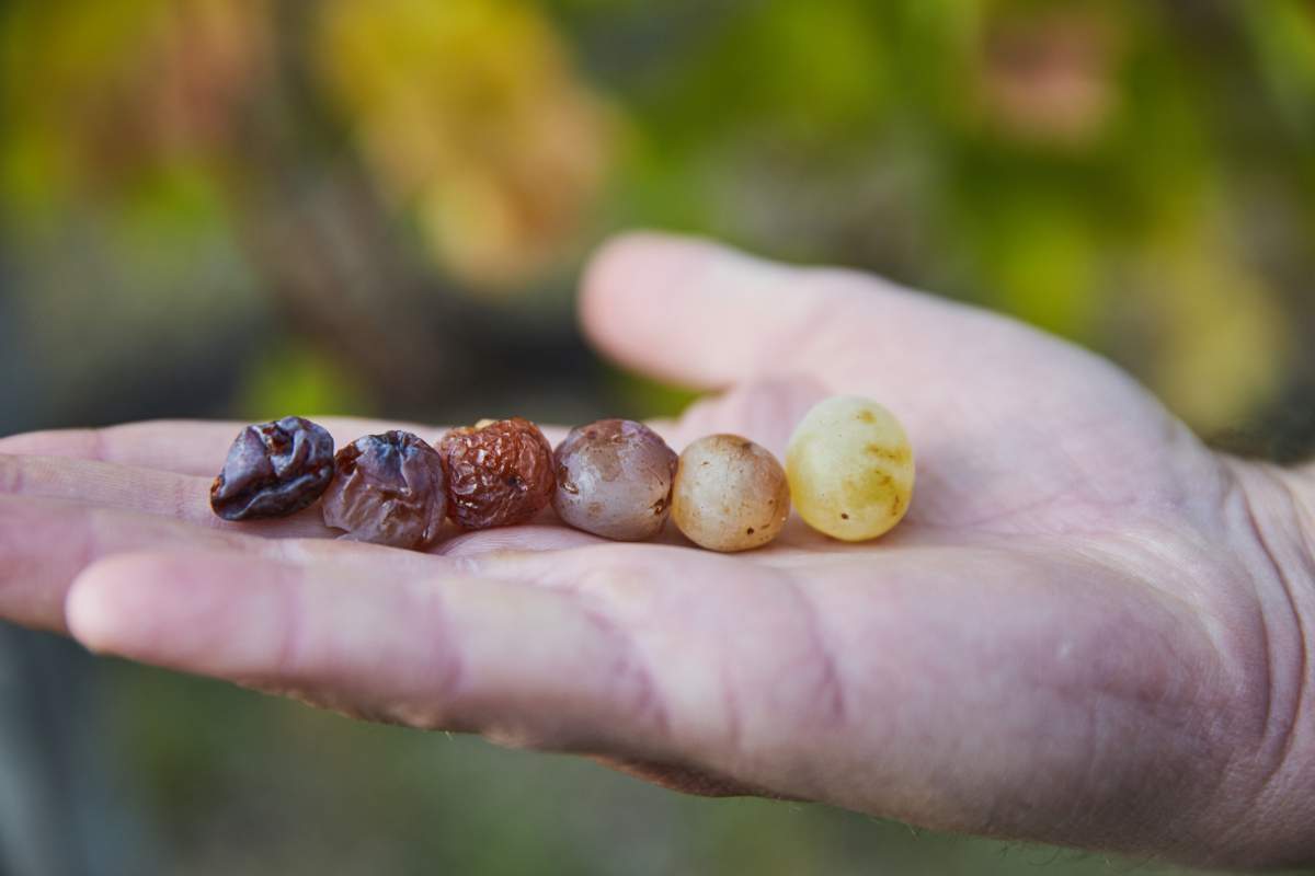 It’s celebration time again for Tokaj Aszú - Daily News Hungary