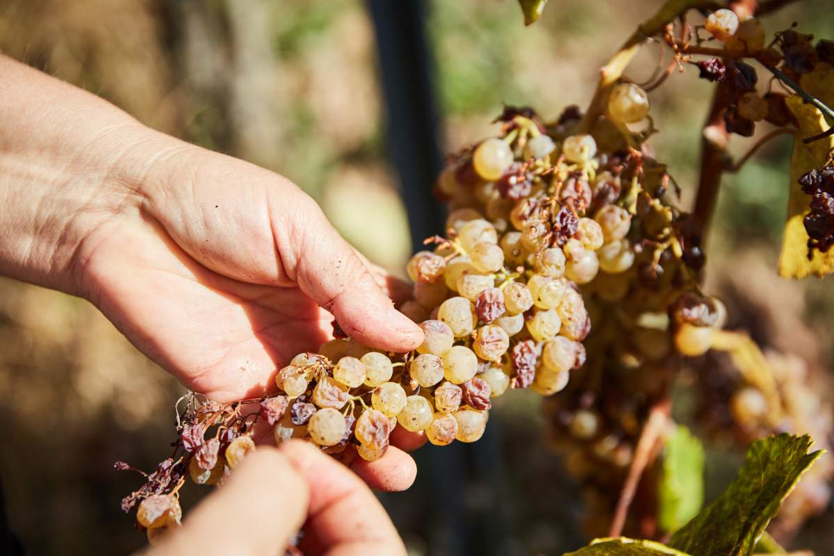 It’s celebration time again for Tokaj Aszú - Daily News Hungary