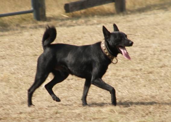 Get to know Sinka, the mysterious, "new" Hungarian dog breed - Daily ...