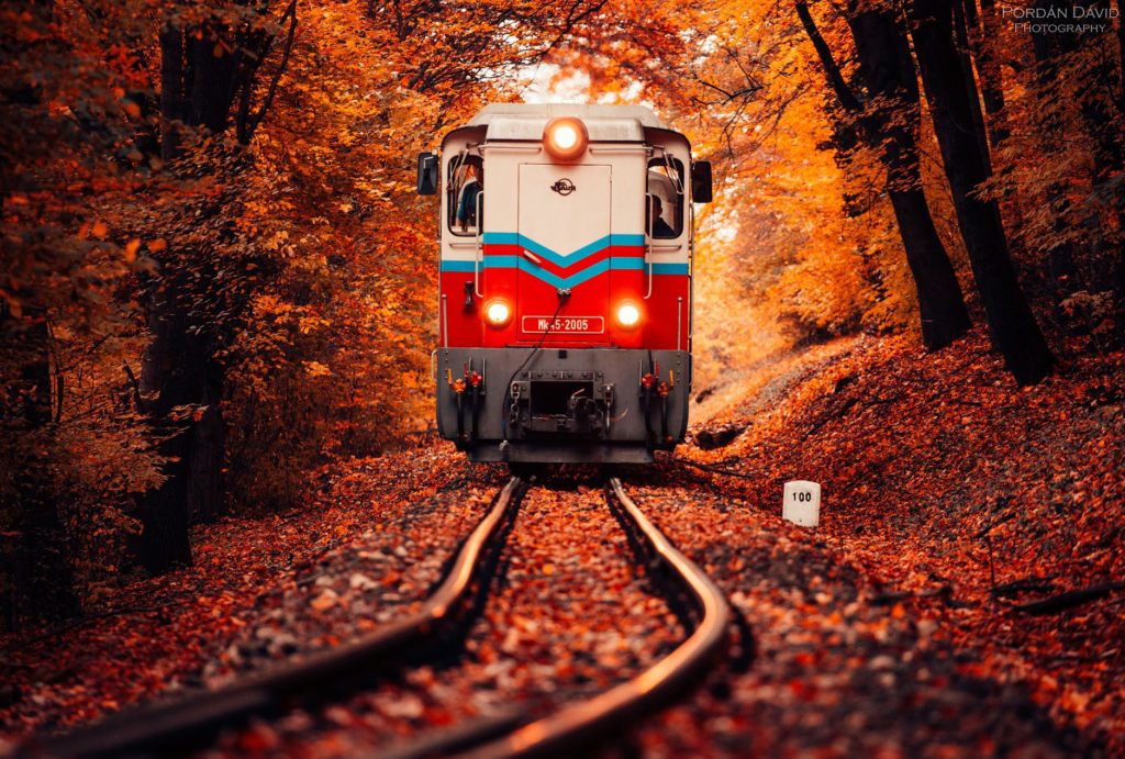 The top five loveliest forest trains in Hungary - Daily News Hungary