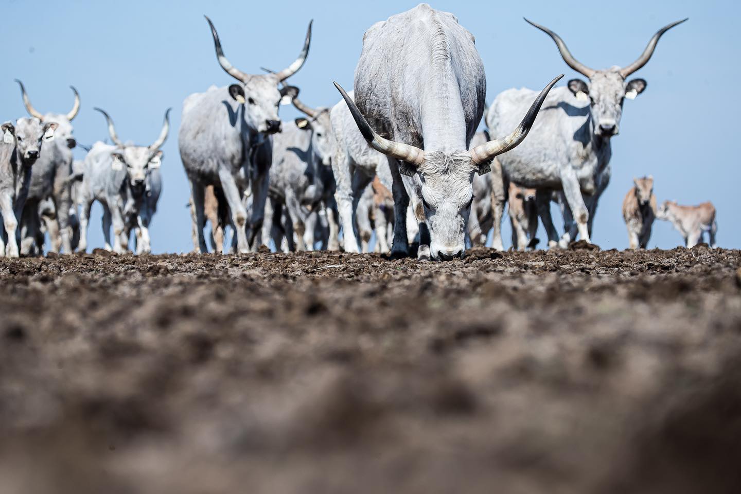 5 interesting facts about Hungary’s largest and oldest national park ...