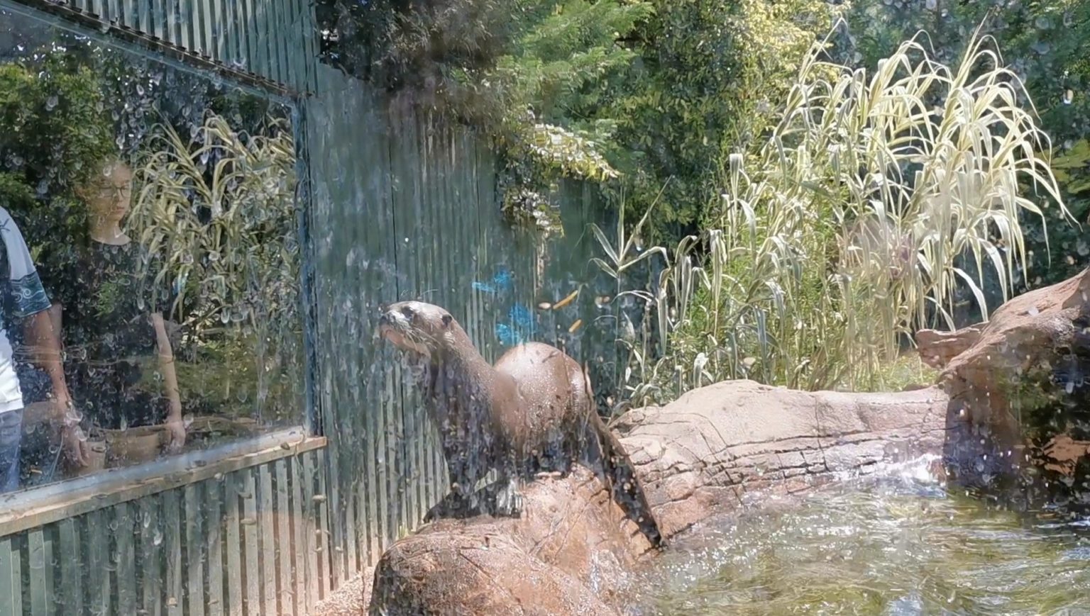 Budapest Zoo is one of the best in Europe - PHOTO GALLERY, VIDEOS ...