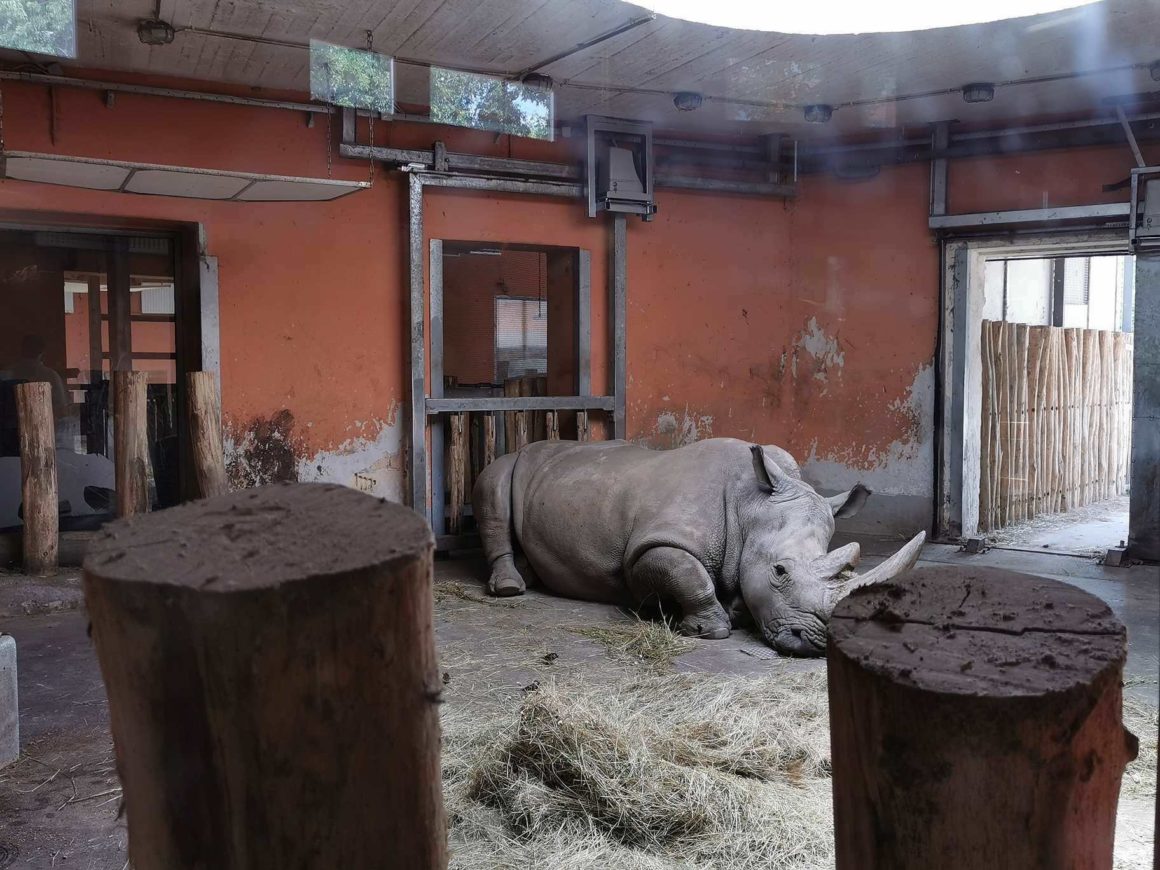 Budapest Zoo is one of the best in Europe - PHOTO GALLERY, VIDEOS ...