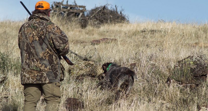 Hunting in Hungary – All You Need to Know – Daily News Hungary