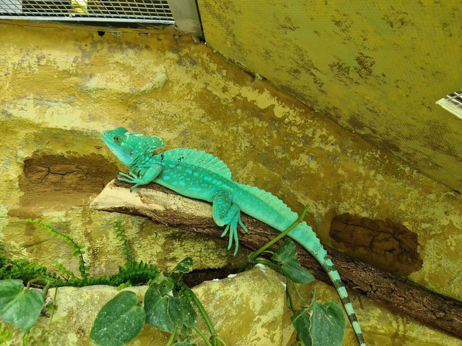 Budapest Zoo is one of the best in Europe - PHOTO GALLERY, VIDEOS ...