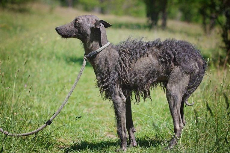The rarest Hungarian dog breed you never heard of is almost extinct ...