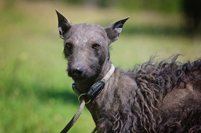 The rarest Hungarian dog breed you never heard of is almost extinct ...