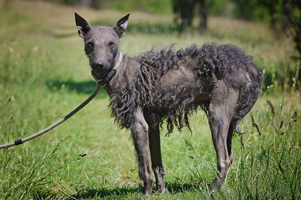 The rarest Hungarian dog breed you never heard of is almost extinct ...