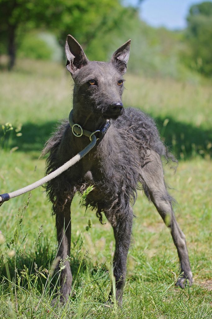 The rarest Hungarian dog breed you never heard of is almost extinct ...