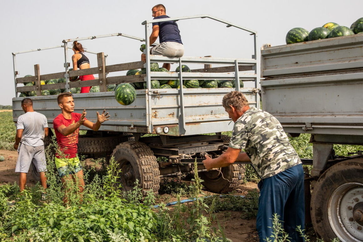 Hungarian agriculture – Daily News Hungary