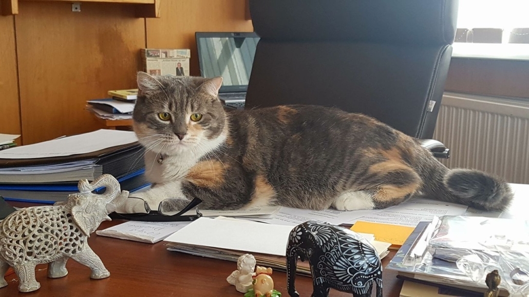 PHOTOS: The Hungarian town where a cat is mayor - Daily News Hungary