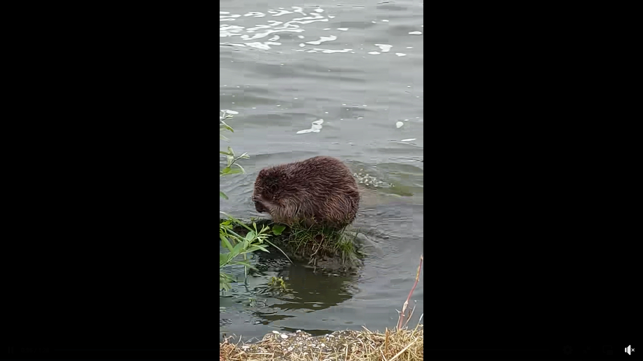 VIDEO: The cutest on the Hungarian internet right now: a beaver having ...
